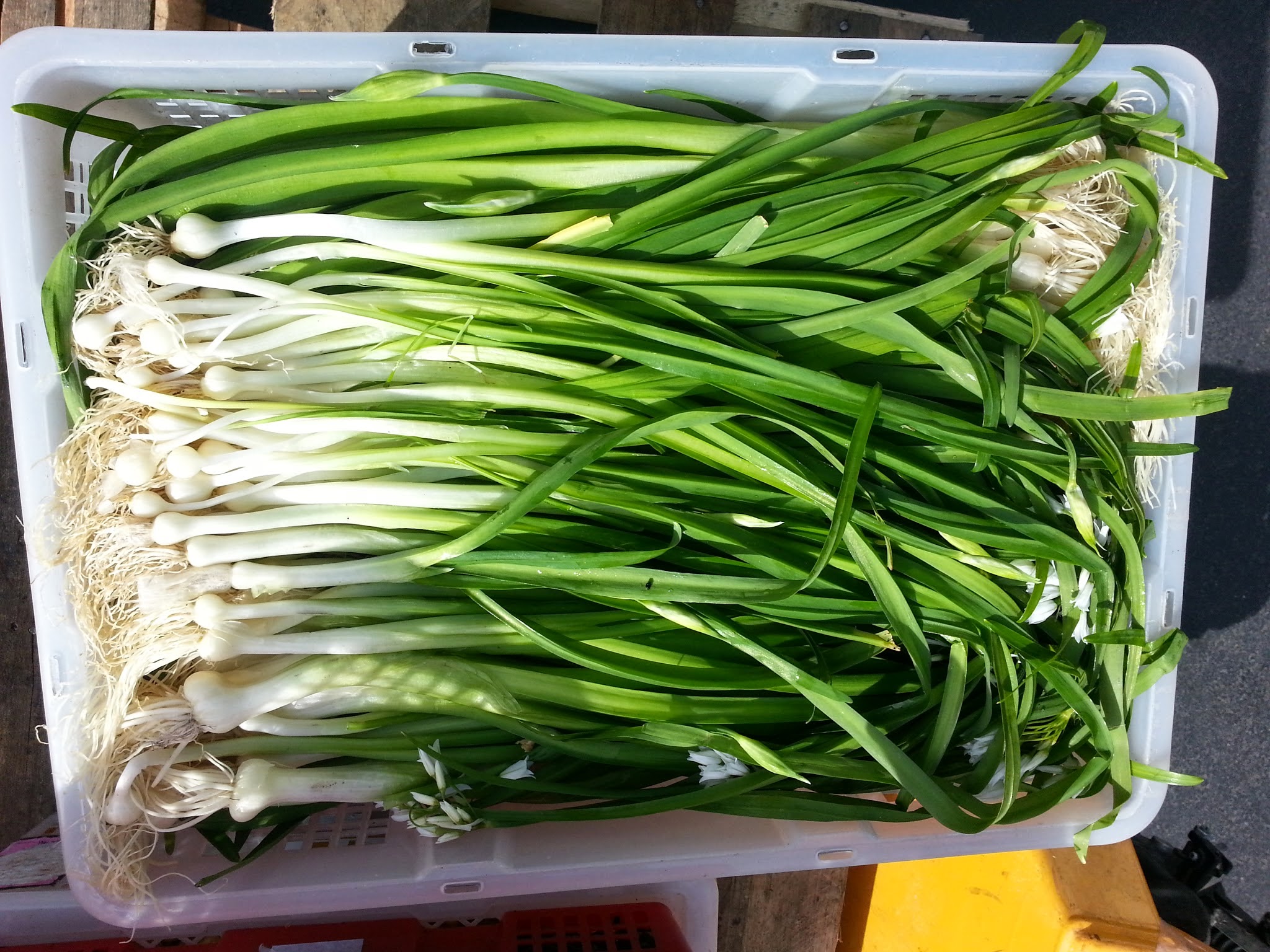 Mikuni Wild Harvest: Specialty Produce