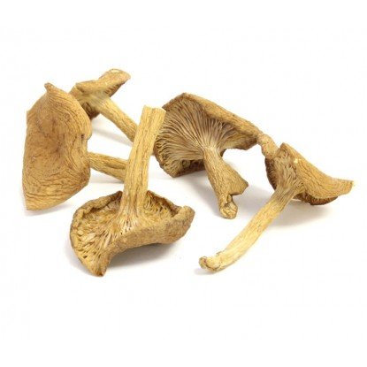 Mikuni Wild Harvest: Dried Candy Cap Mushrooms / lb
