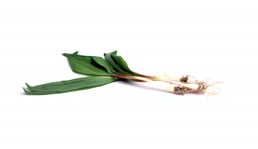 Mikuni Wild Harvest: Wild Greens