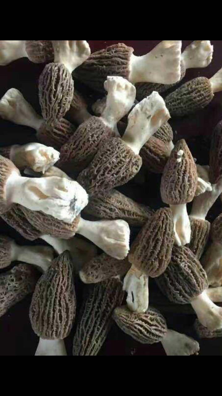 Mikuni Wild Harvest: Mushrooms