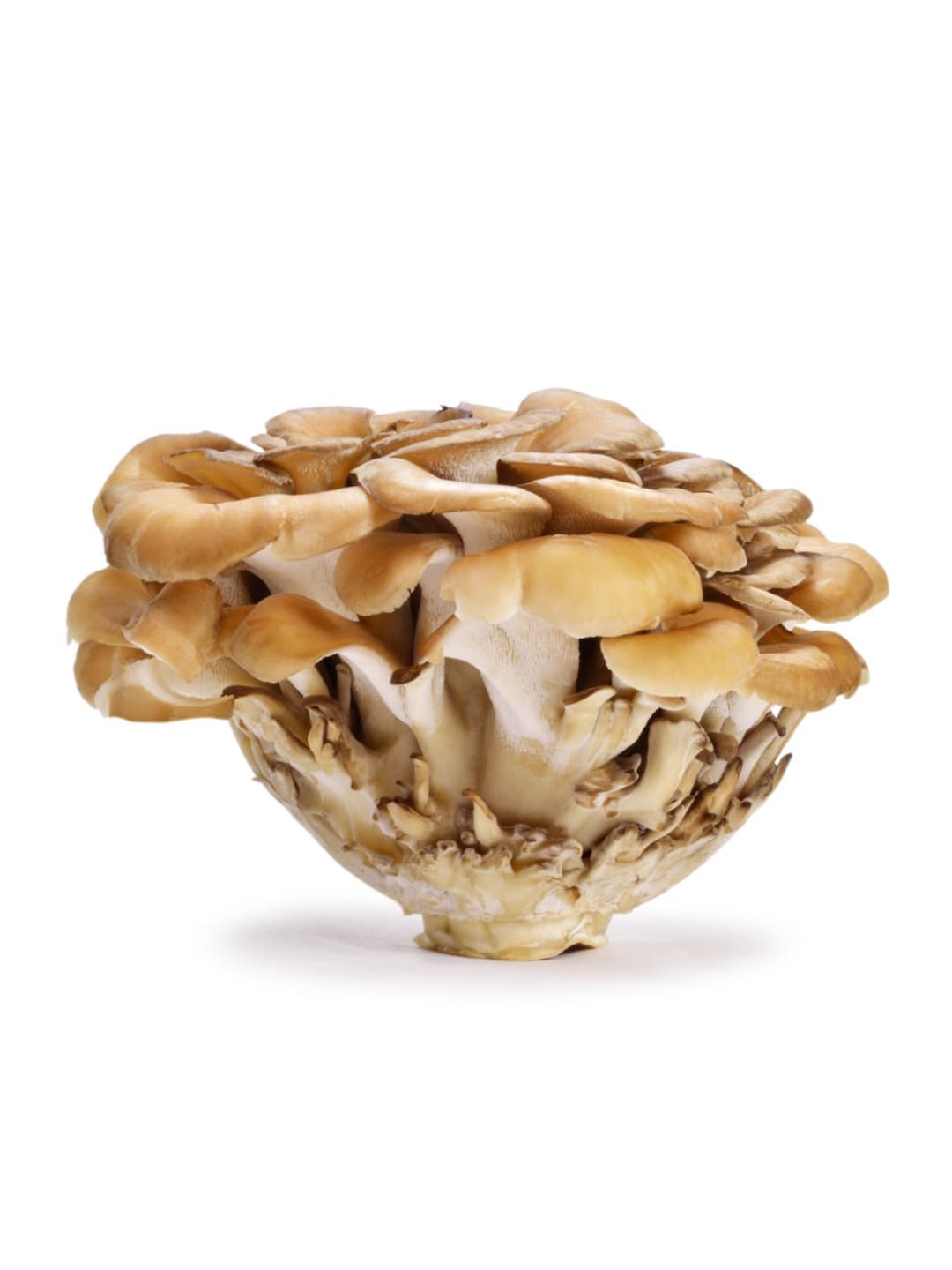Mikuni Wild Harvest: Maitake Mushrooms / lb