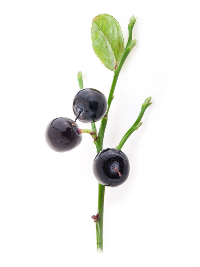 Mikuni Wild Harvest: Wild Mountain Huckleberries, Frozen / lb